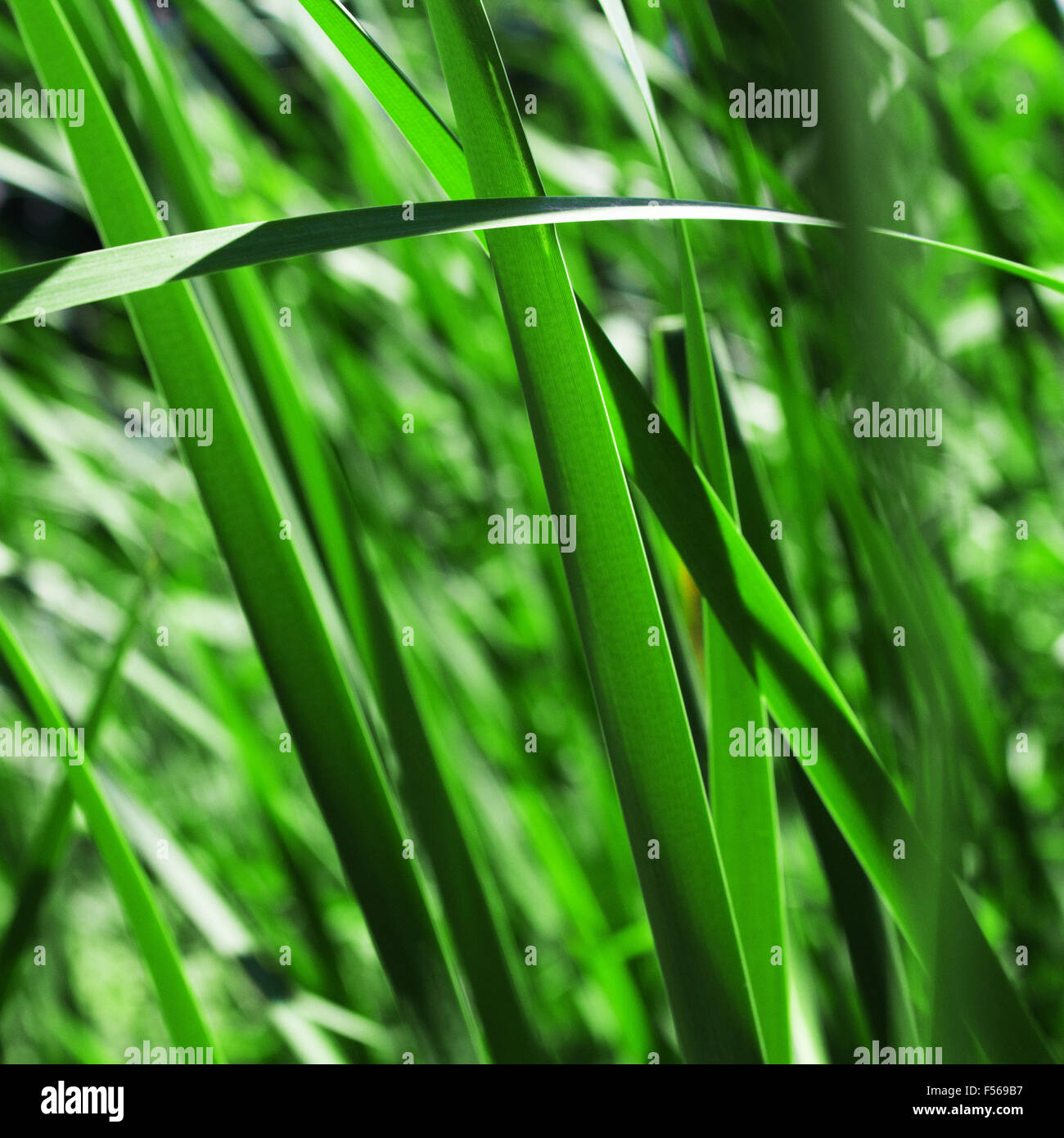 Green meadow grass hi-res stock photography and images - Alamy