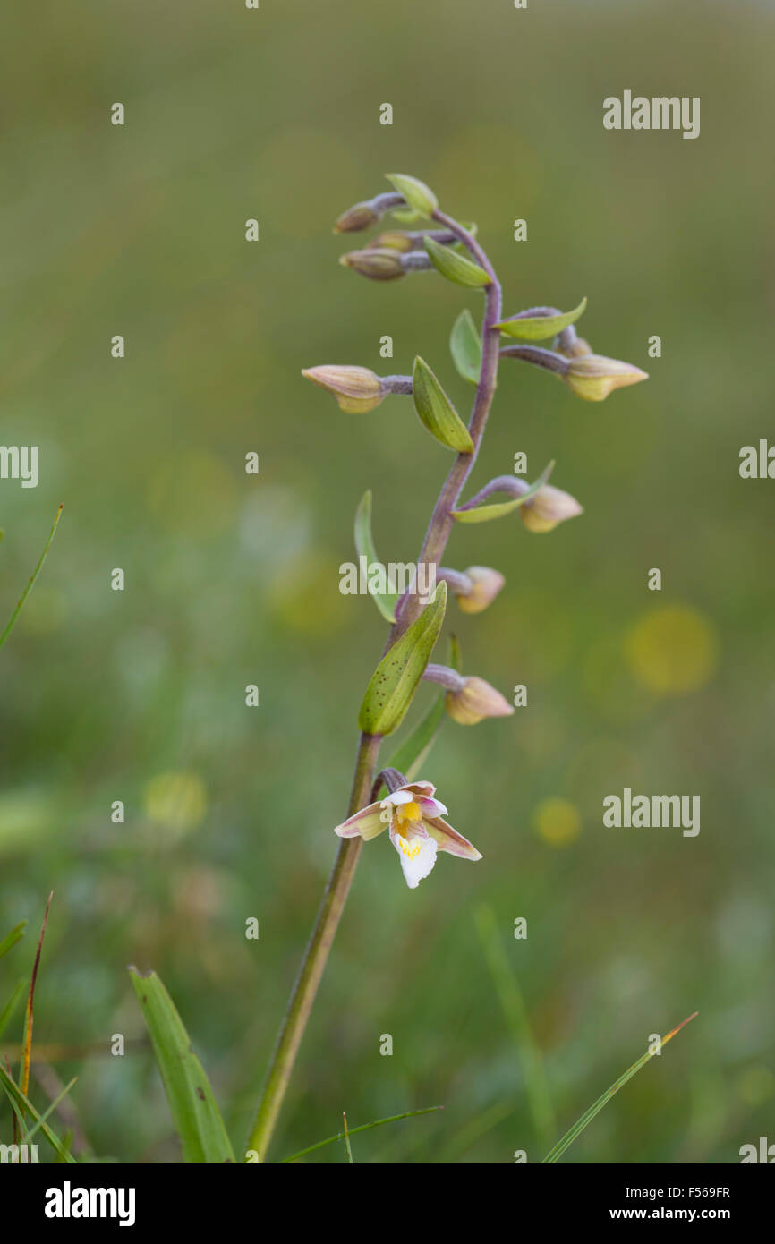 Marsh Helleborine; Epipactis palustris Flower; Northumberland; UK Stock ...