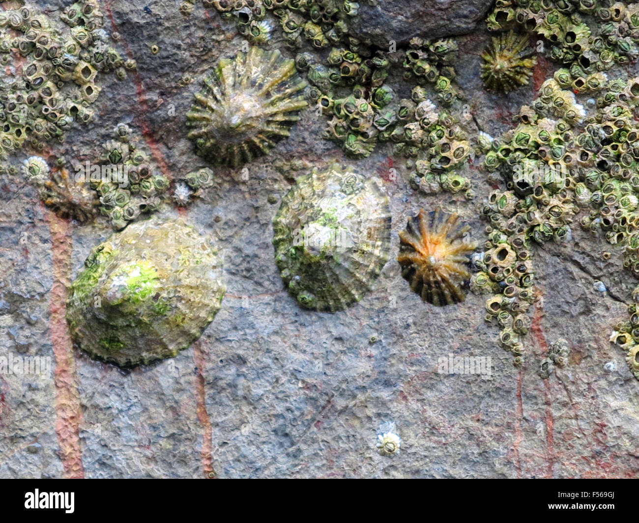 Pictures of limpets hi-res stock photography and images - Alamy
