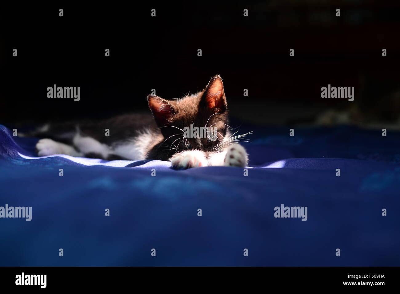 Kitten at play! Stock Photo - Alamy
