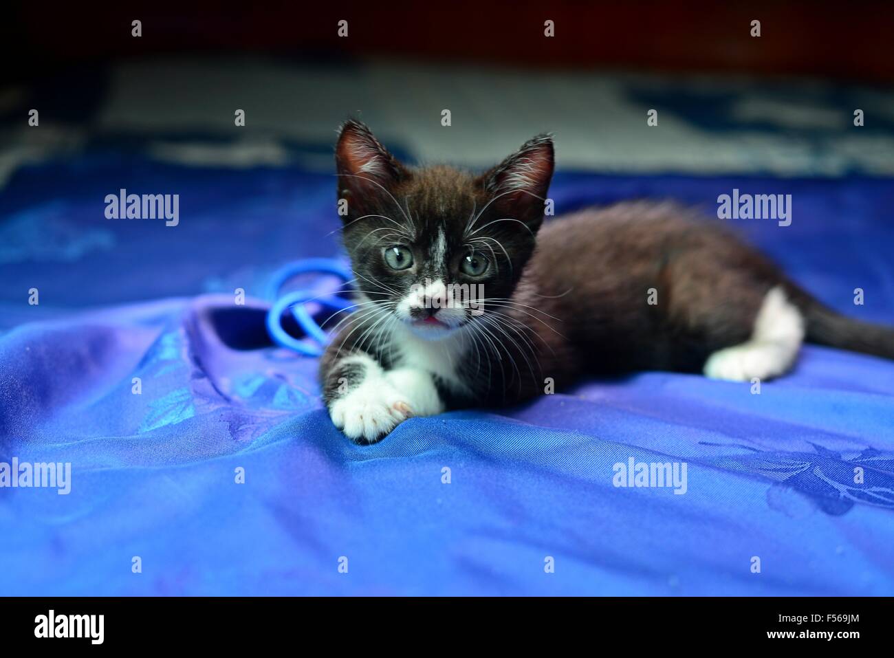 Kitten at play! Stock Photo - Alamy