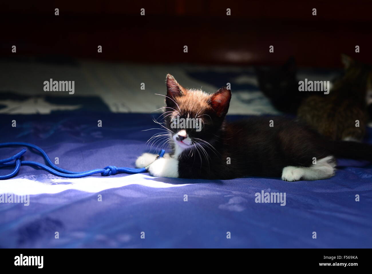 Kitten at play! Stock Photo - Alamy