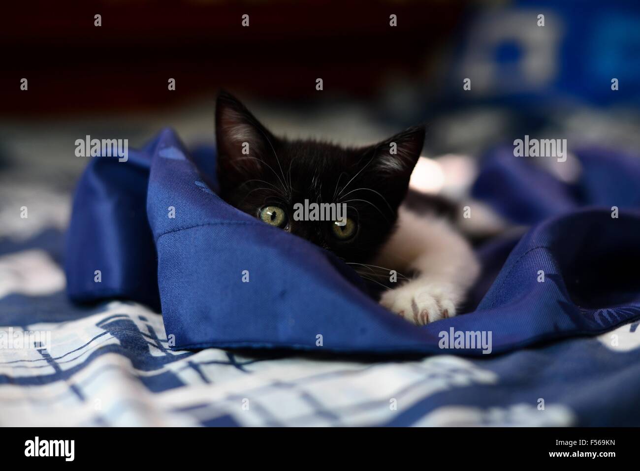 Kitten at play! Stock Photo - Alamy