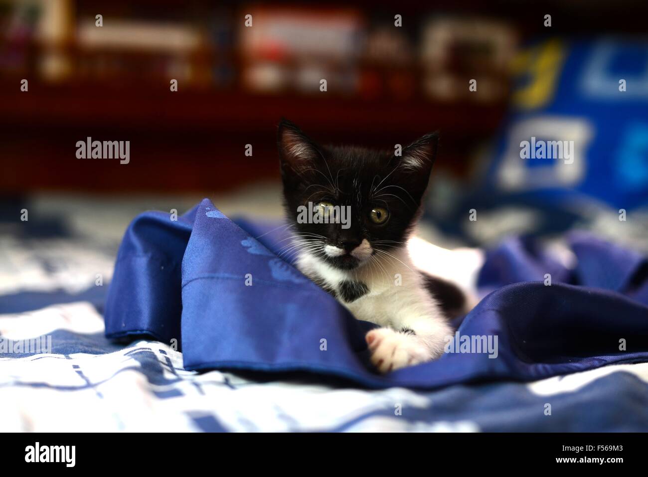 Kitten at play! Stock Photo - Alamy