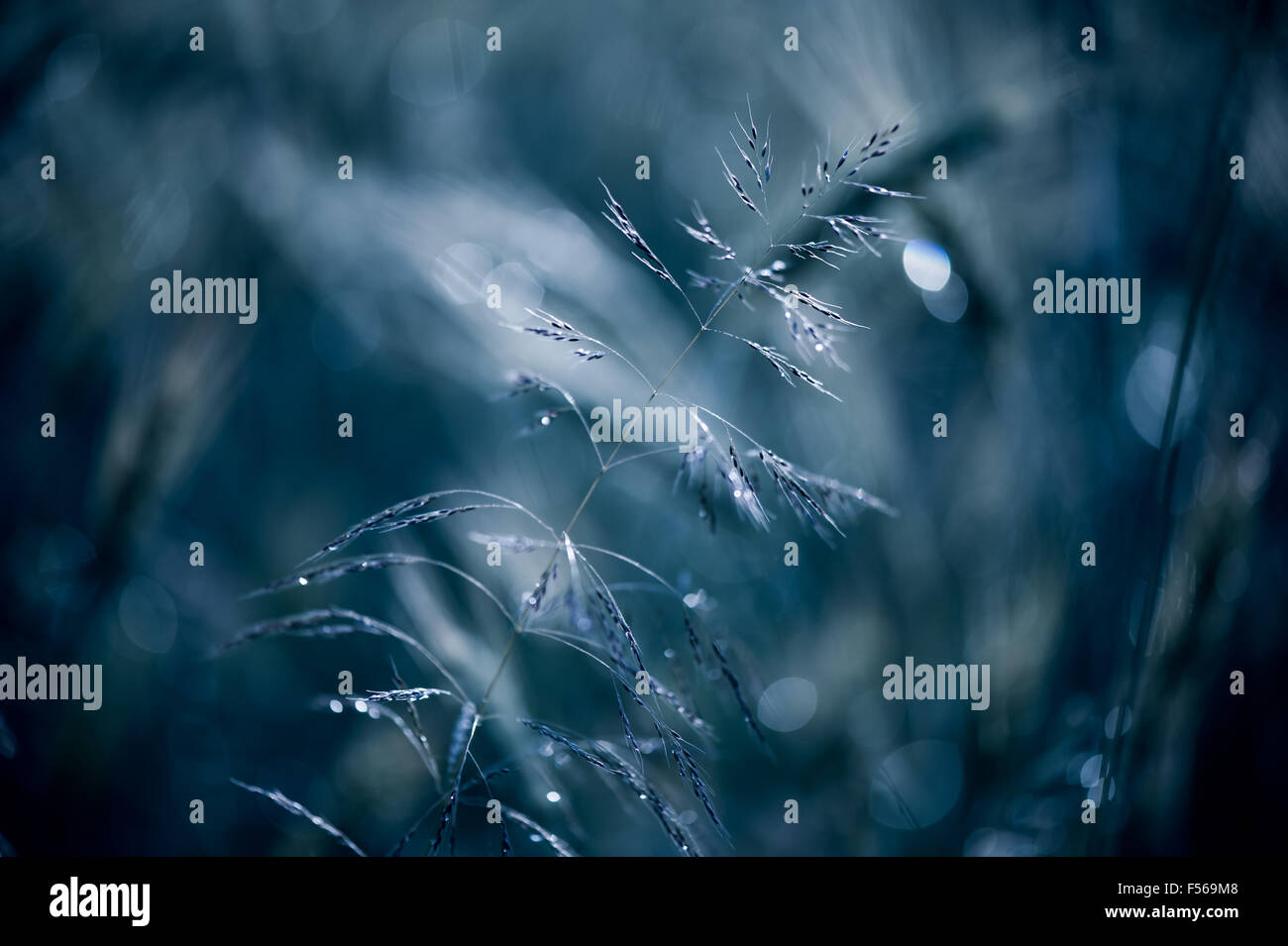 Blue tone grass soft macro, raindrops shining in sunlight on the dark ...