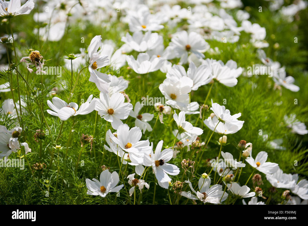 White Cosmos Bipinnatus blooming in July, plant called Garden Cosmos or ...