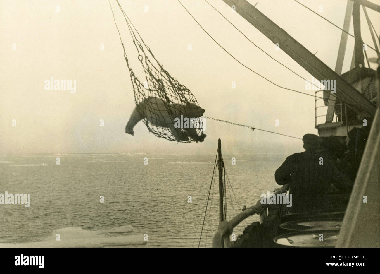 A white bear is loaded on board, Chief Cheliuskin, Russia Stock Photo ...