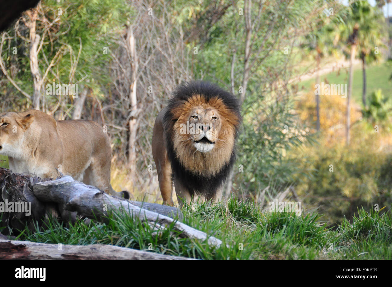 Lion in a wild life park Arizona Stock Photo - Alamy