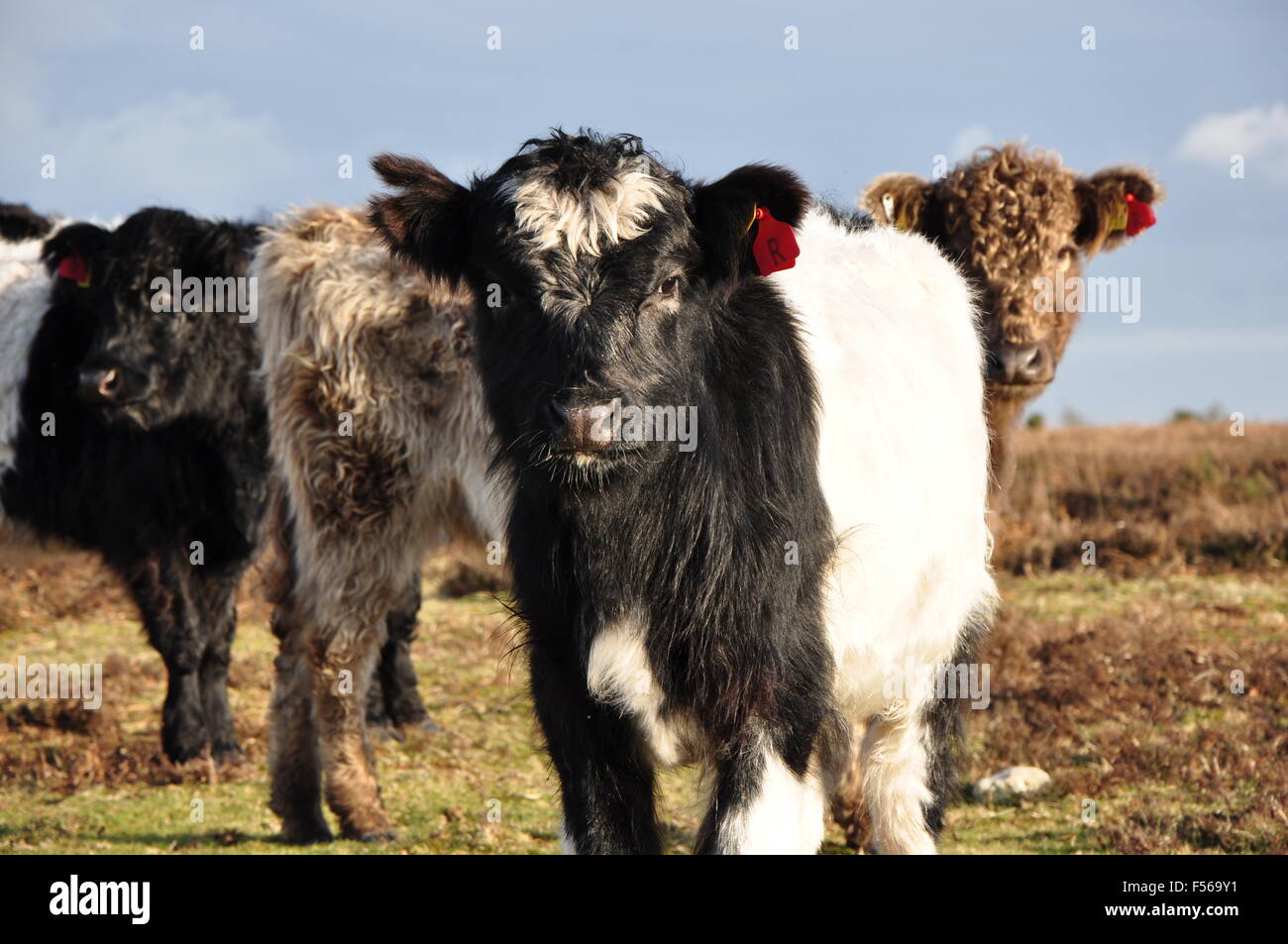 New Forest Cows Stock Photo - Alamy