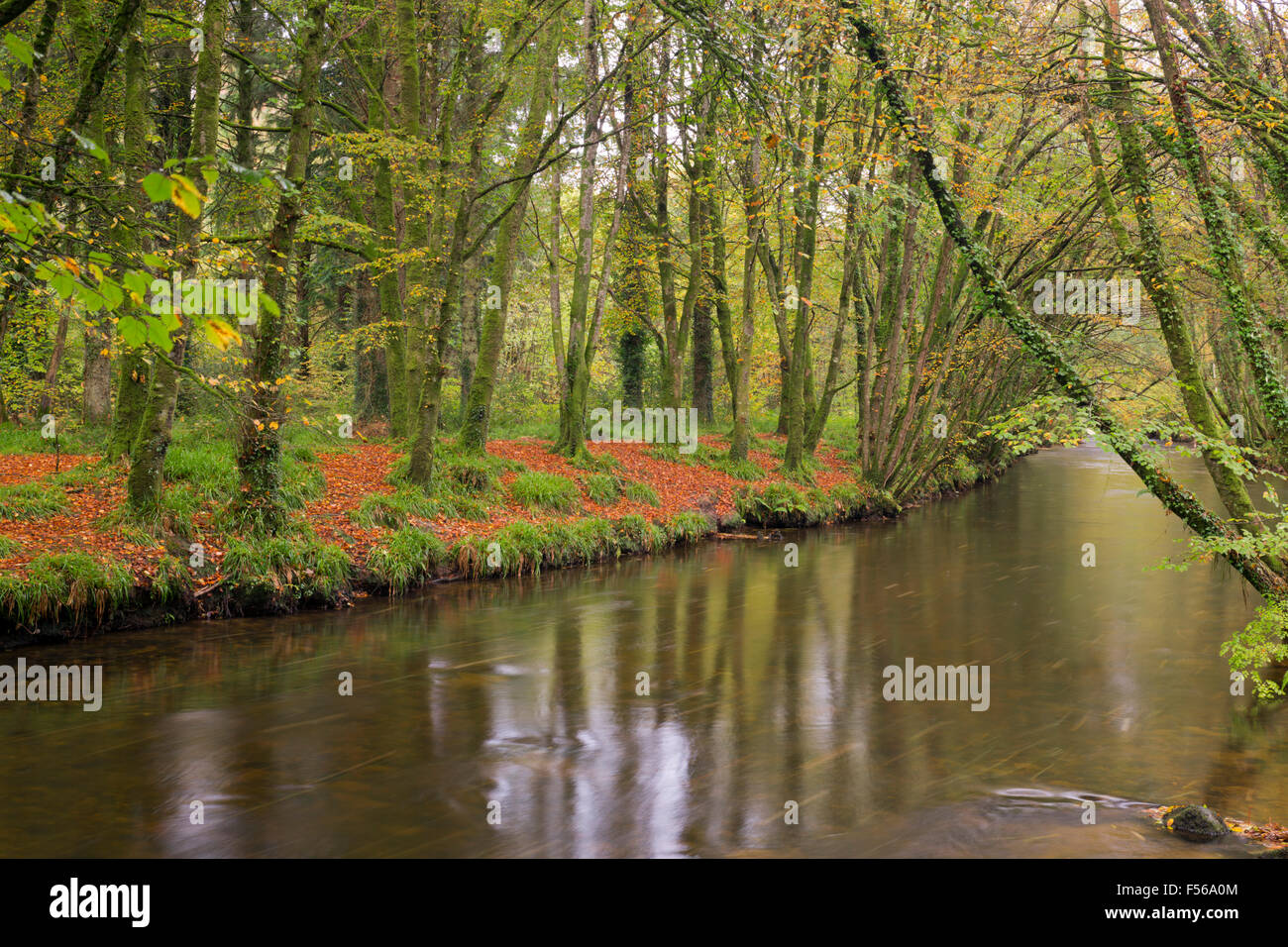 River Camel; Shell Woods Bodmin; Cornwall; UK Stock Photo - Alamy