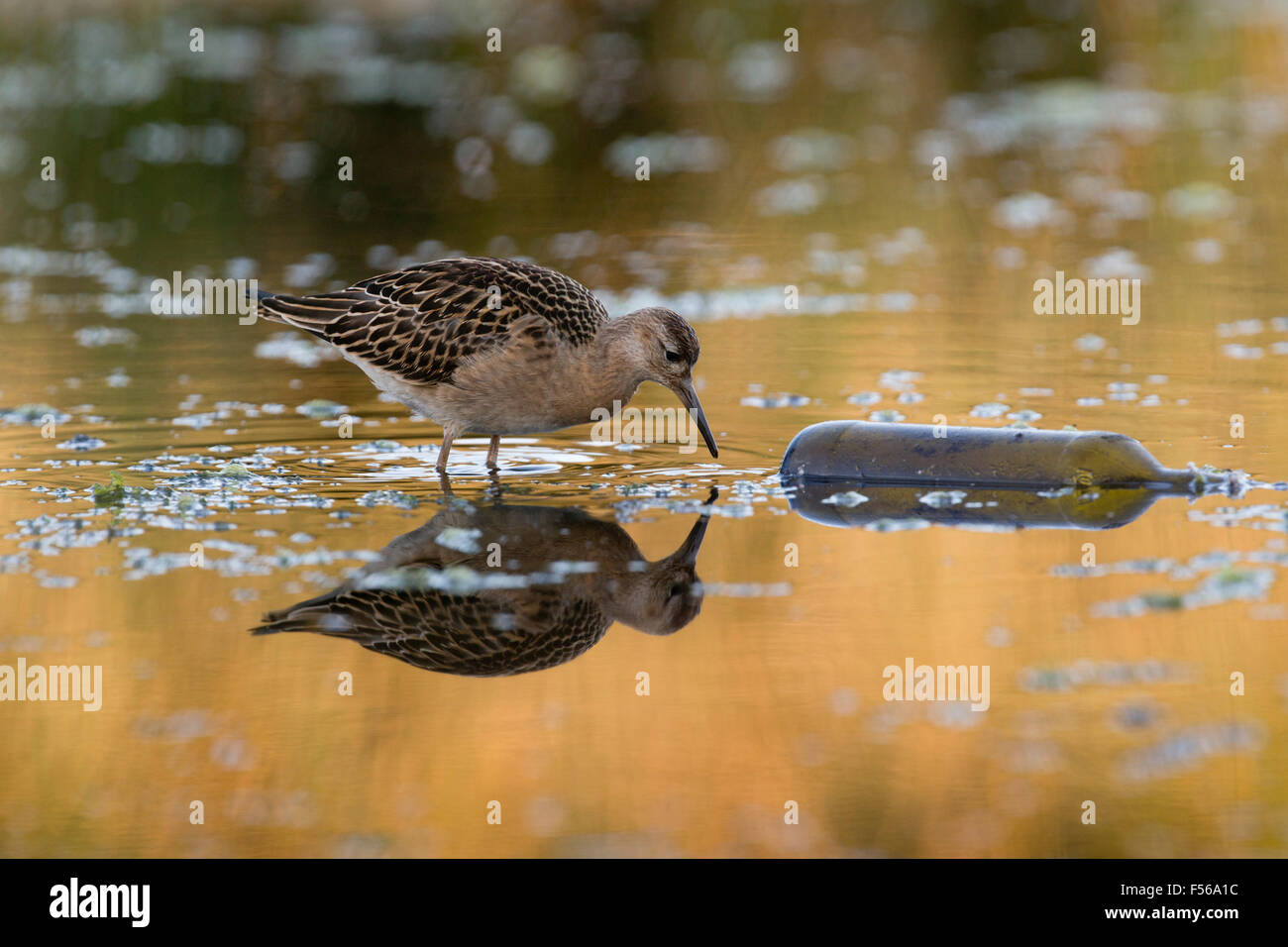 Ruff bird uk hi-res stock photography and images - Alamy
