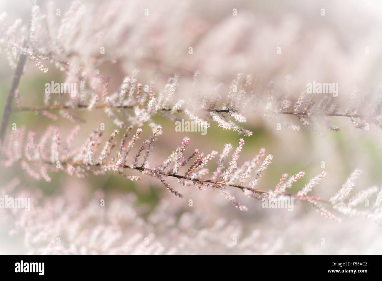 Spring pink tree branches with abstract nature background Stock Photo ...