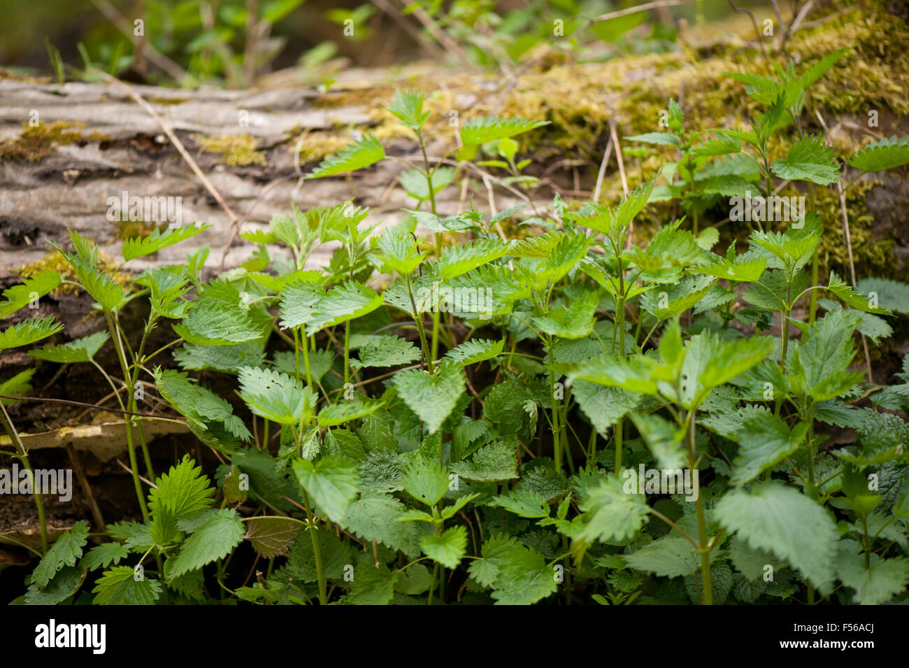 Holey nettle foliage, Urtica dioica herbaceous perennial plants grow in ...