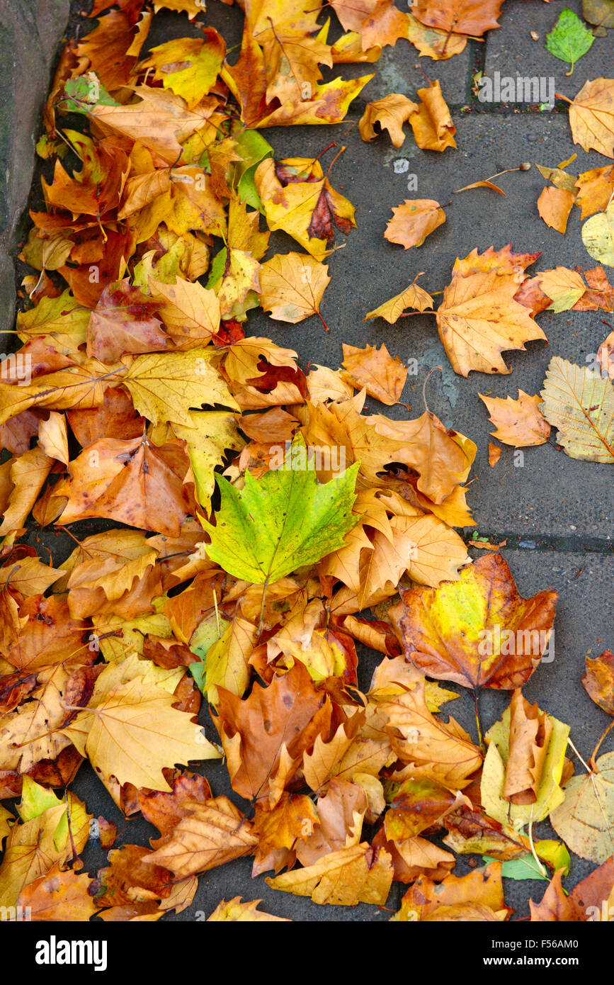 Pavement leaves hi-res stock photography and images - Alamy