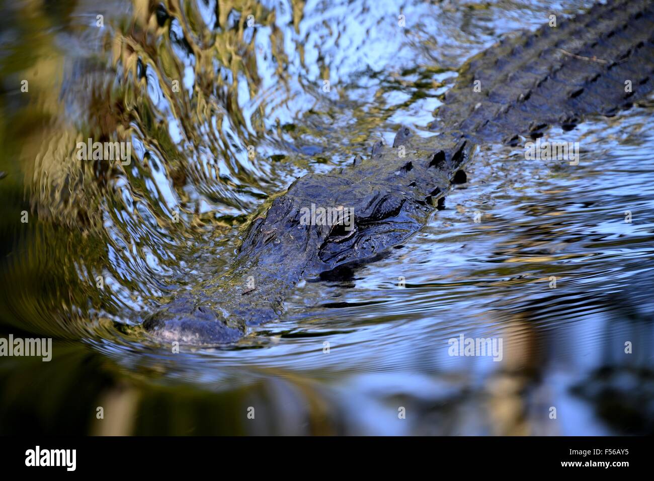 Florida gator hi-res stock photography and images - Alamy