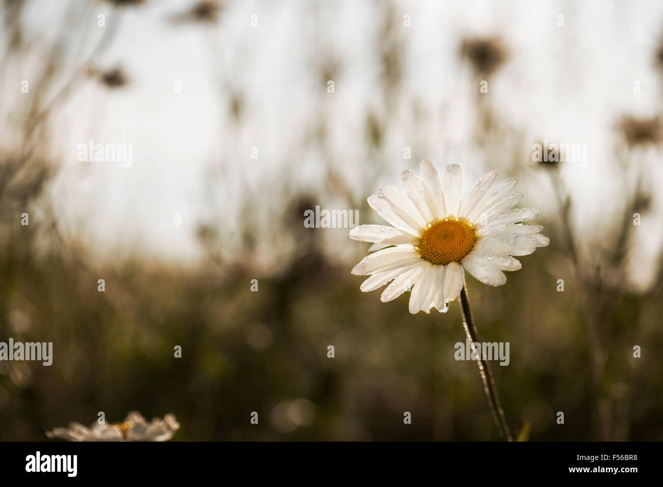 Daisy farm park hi-res stock photography and images - Alamy