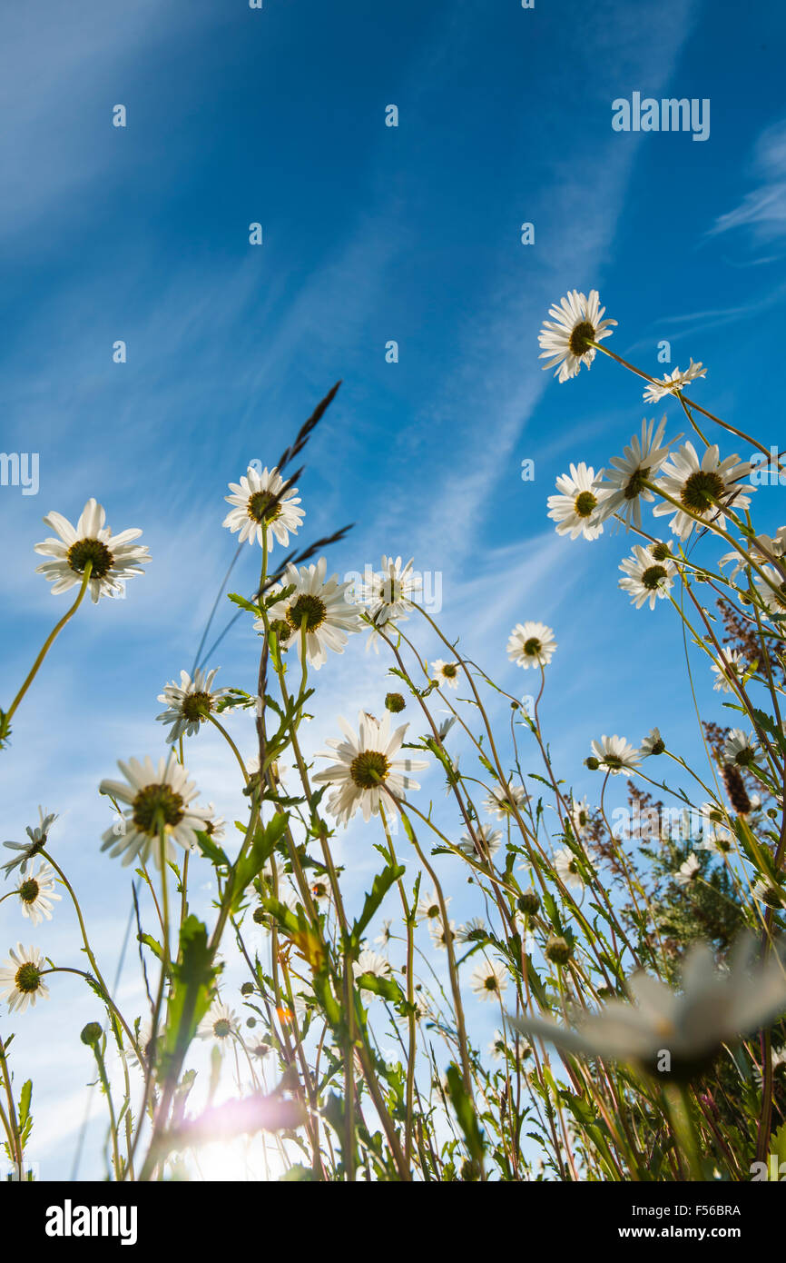 Tall yellow daisy hi-res stock photography and images - Alamy