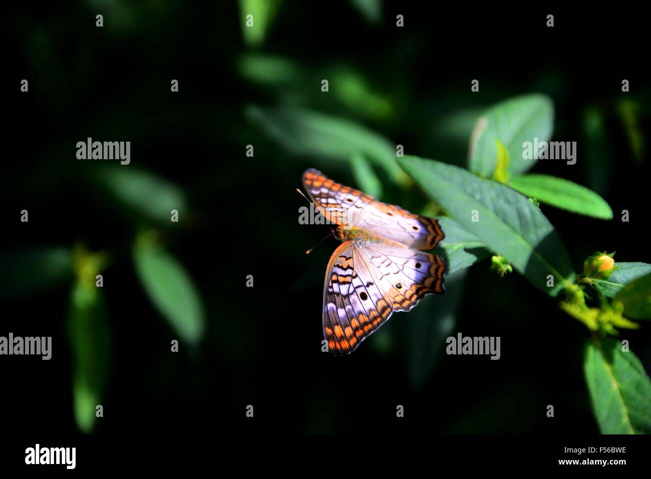 Flutter wings hi-res stock photography and images - Alamy
