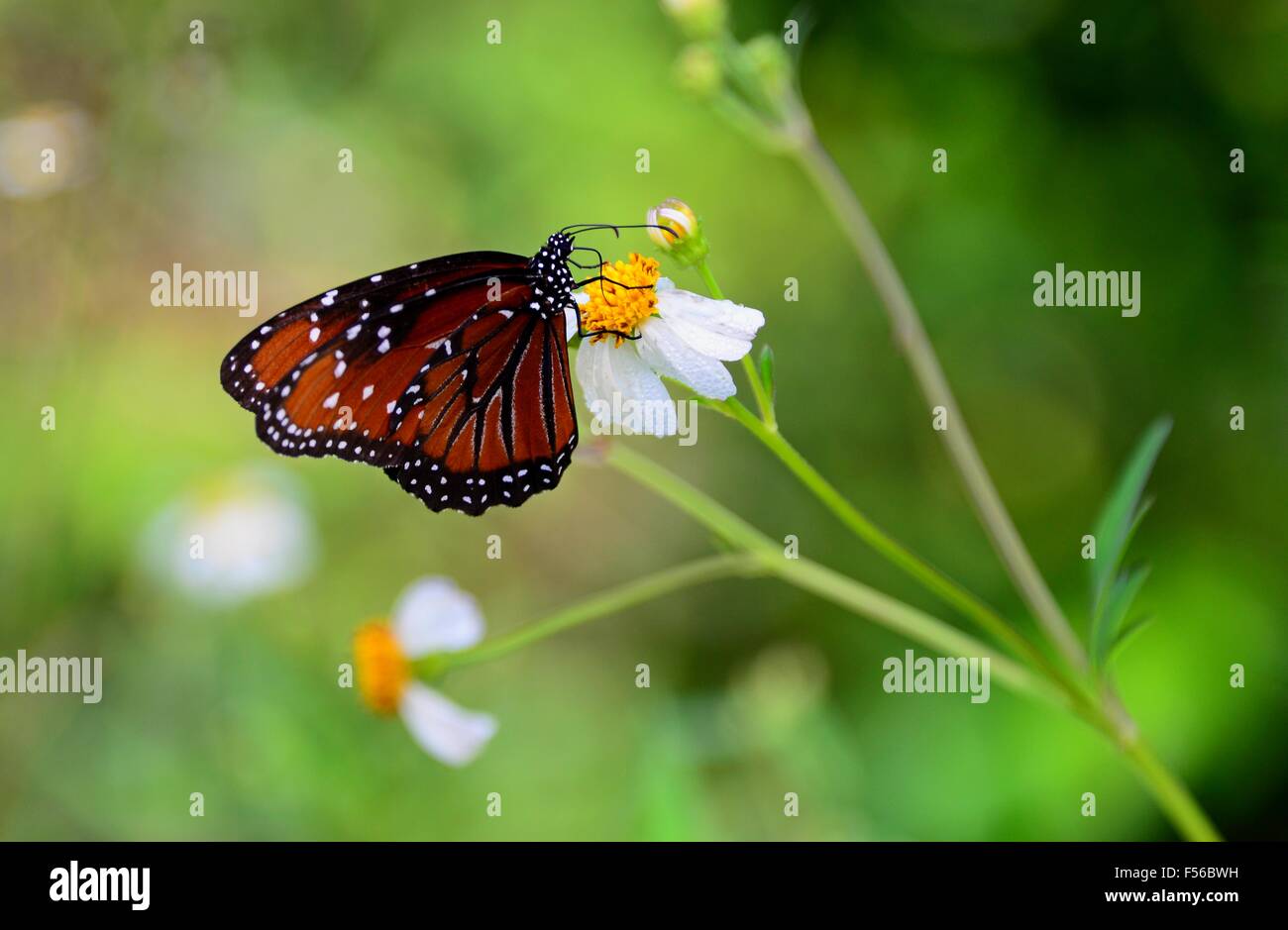 Flutter wings hi-res stock photography and images - Alamy