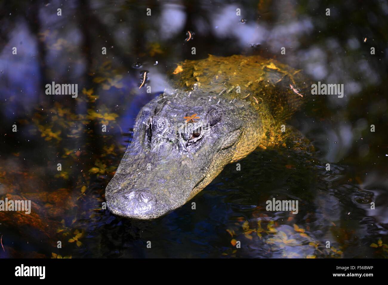 Florida alligator hi-res stock photography and images - Alamy