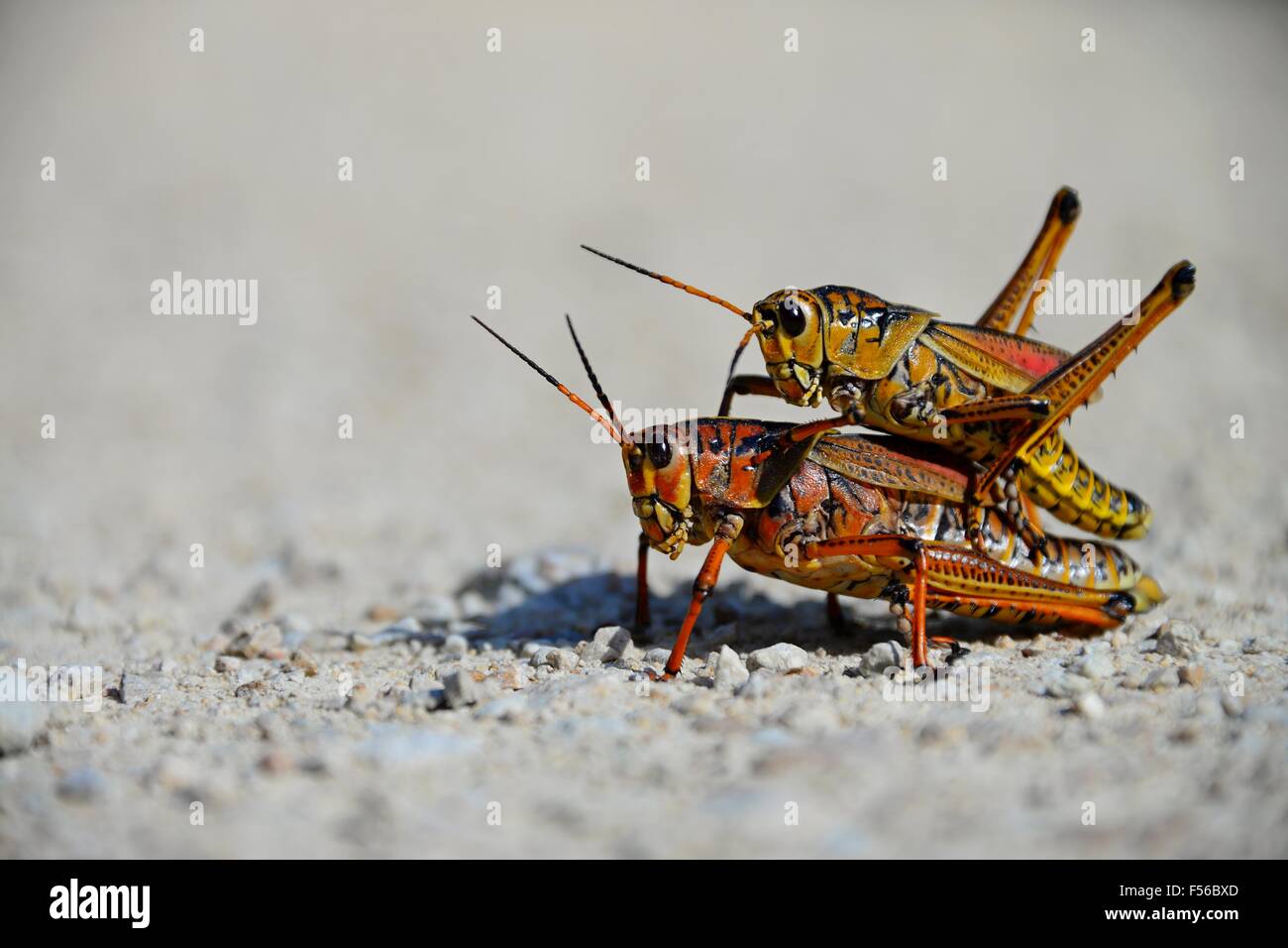 Flying Grasshopper Stock Photos & Flying Grasshopper Stock Images - Alamy