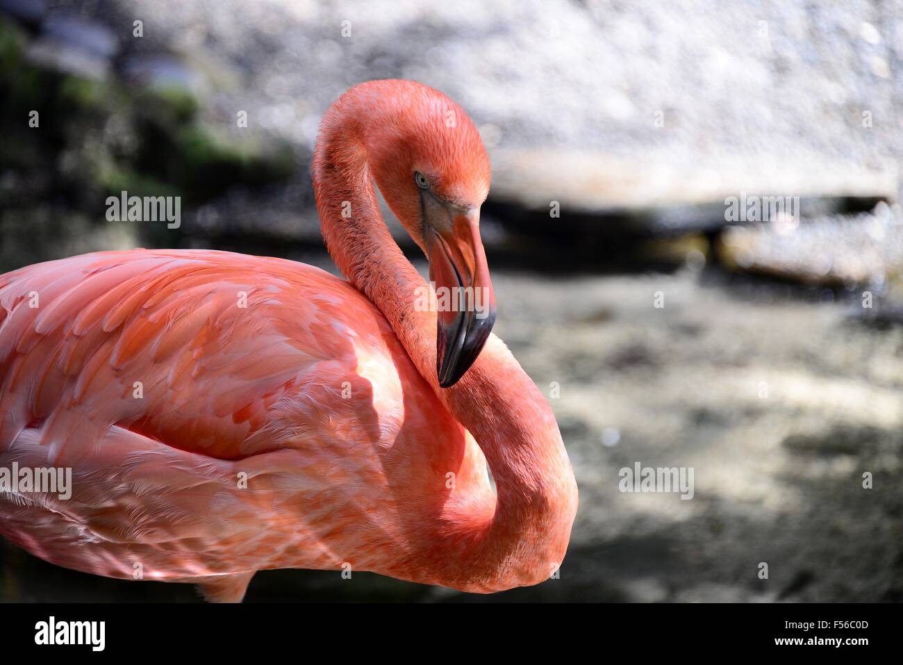 Flamingo florida hi-res stock photography and images - Alamy