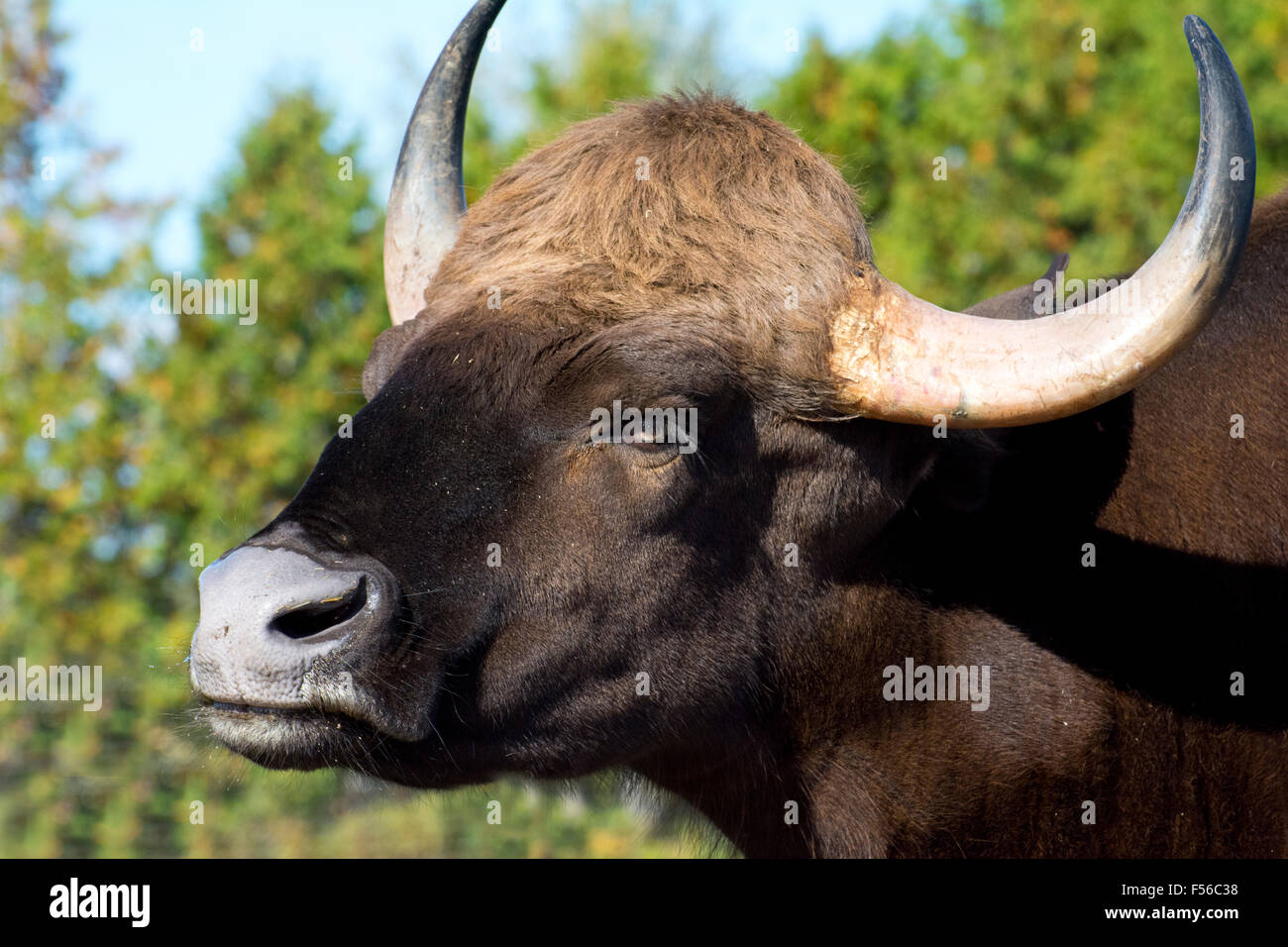 Close-up of a Gaur Stock Photo - Alamy