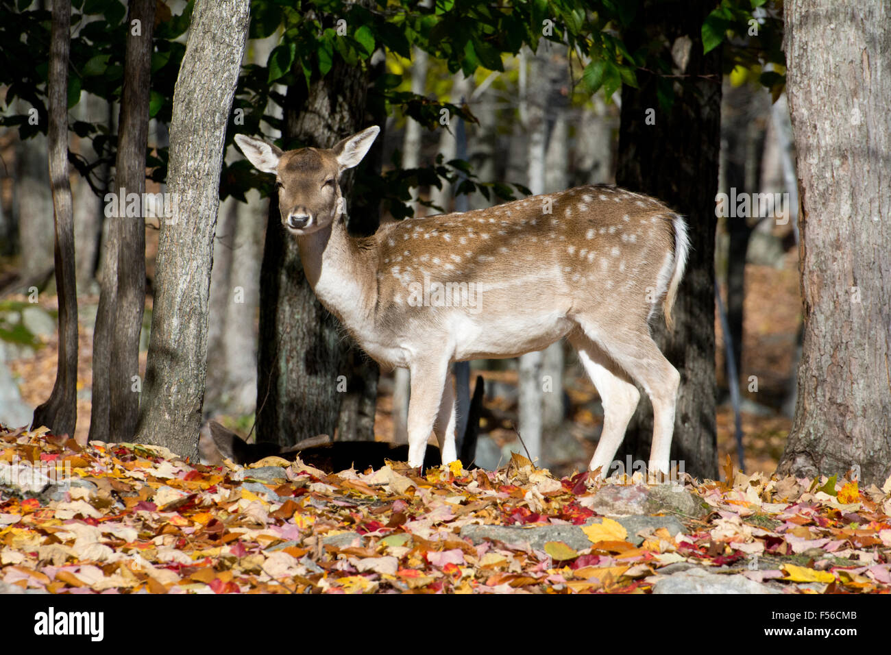 Deer parc omega quebec canada hi-res stock photography and images - Alamy