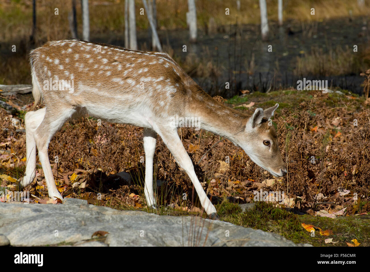 A female Fallow Deer Stock Photo - Alamy