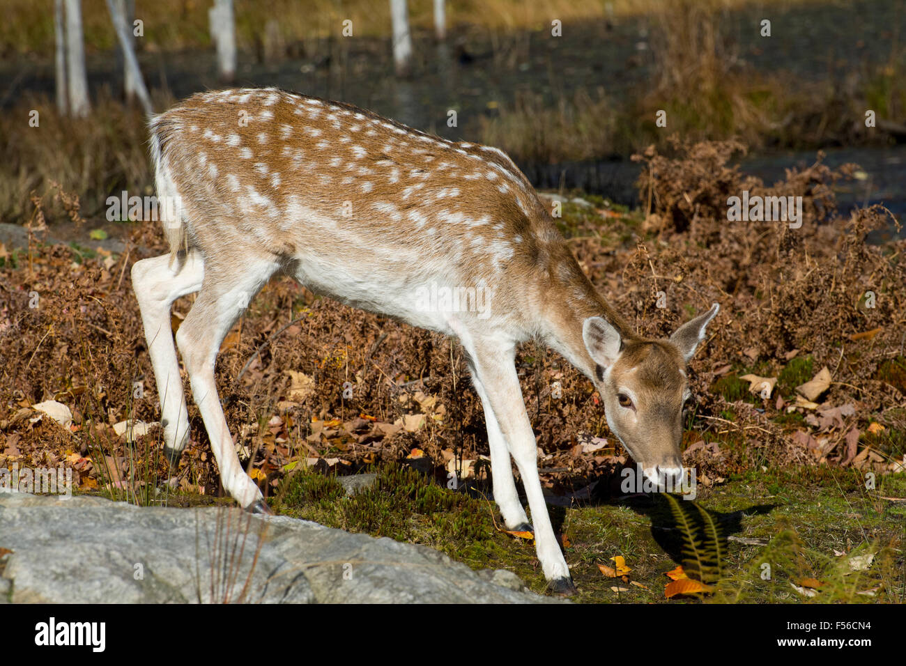 A female Fallow Deer Stock Photo - Alamy