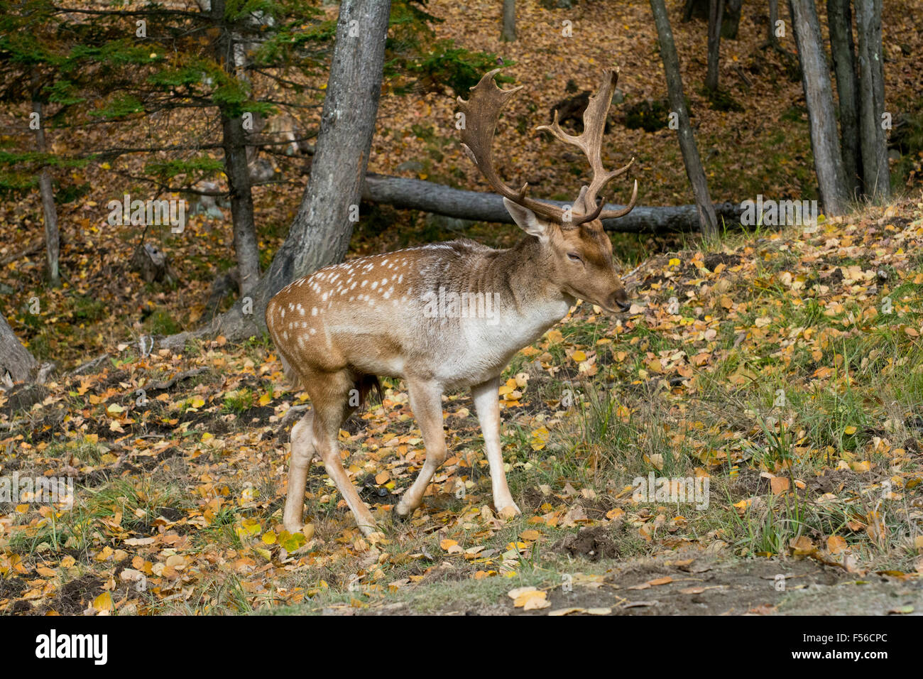 A male Fallow Deer Stock Photo - Alamy
