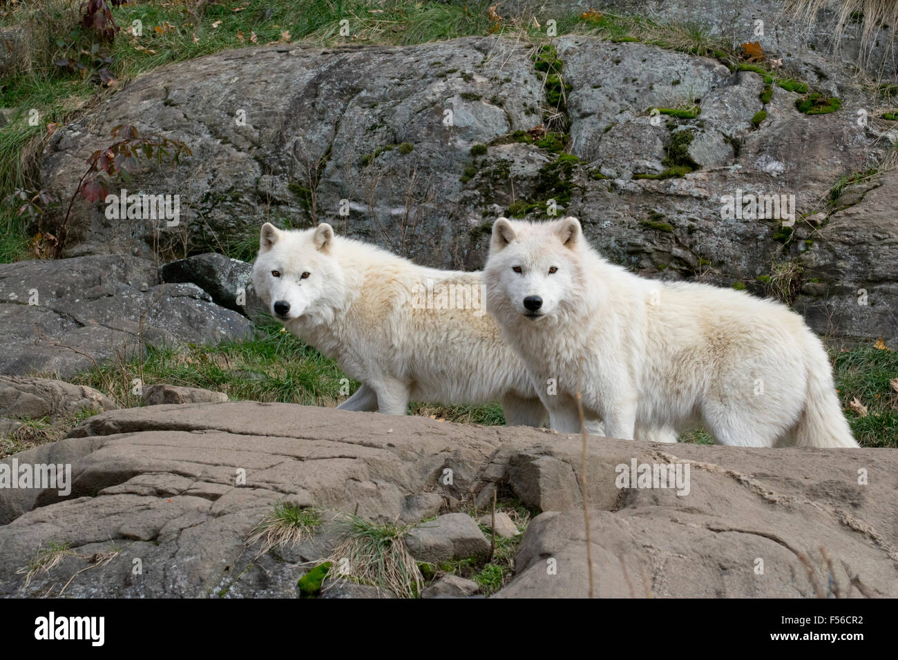 A pair of Arctic Wolves Stock Photo - Alamy