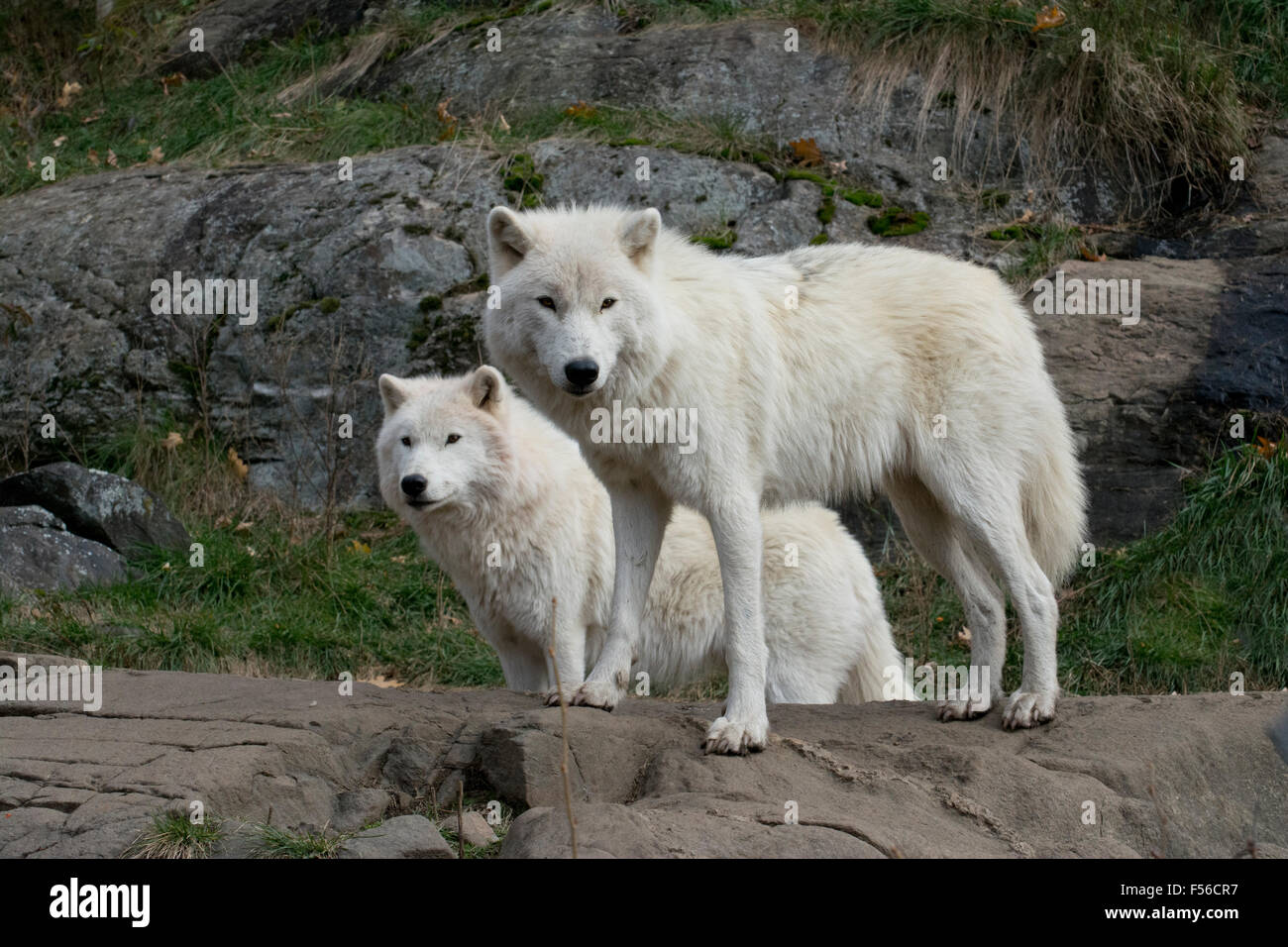 A pair of Arctic Wolves Stock Photo - Alamy