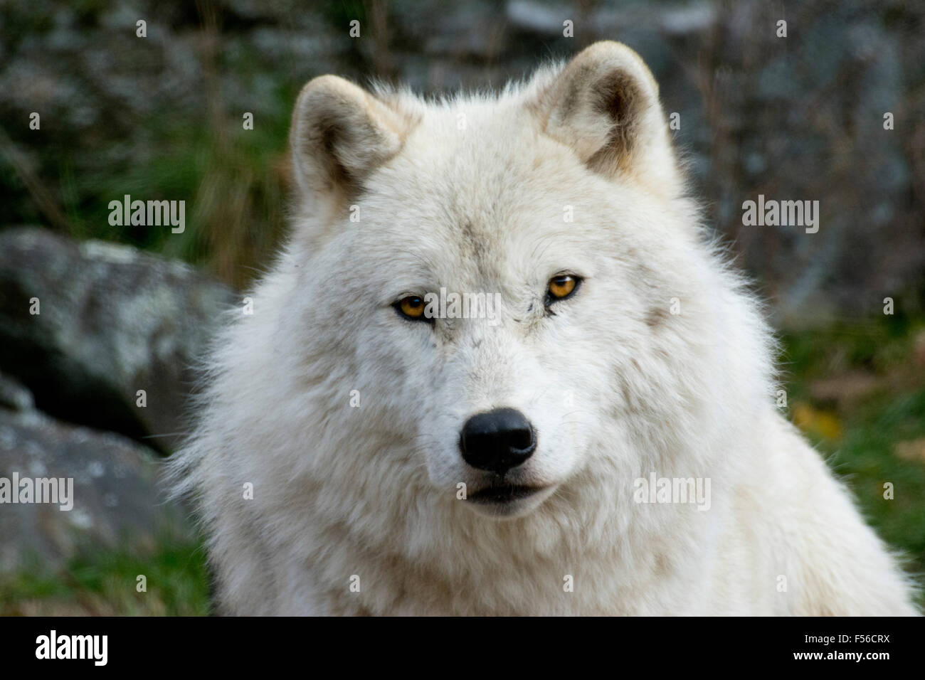 Cute Baby White Wolves With Blue Eyes