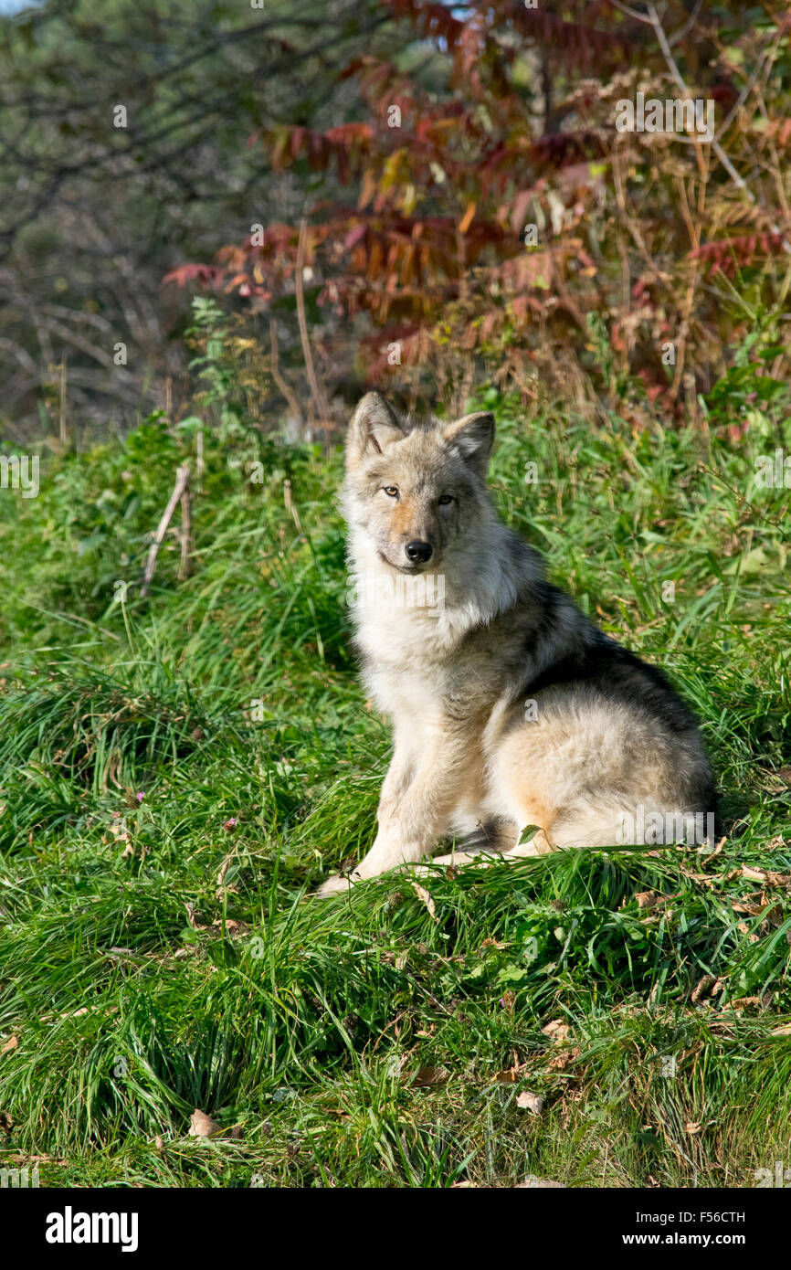 A Timber Wolf Cub Stock Photo - Alamy