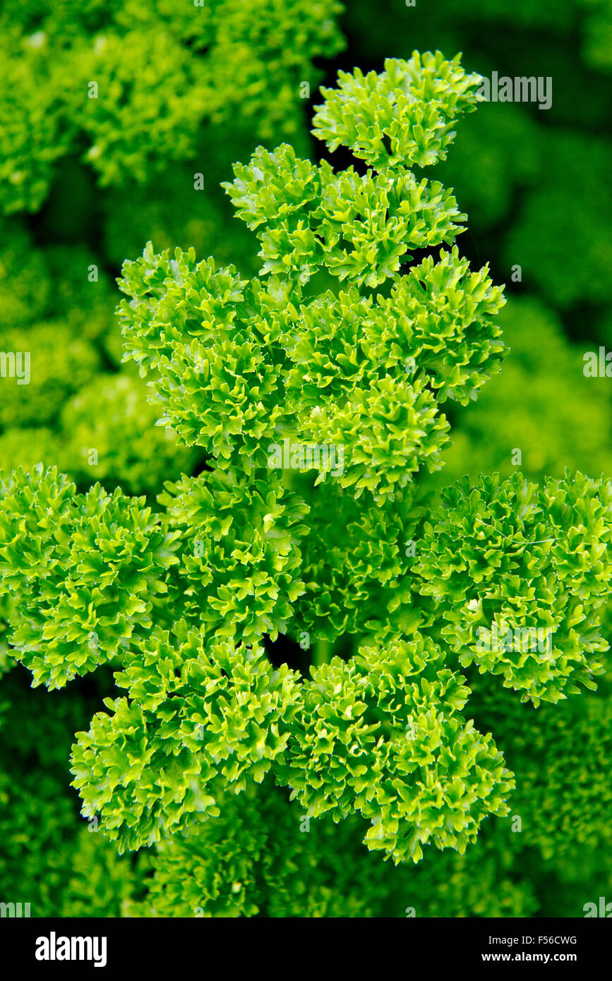 Curly Parsley Plant High Resolution Stock Photography and Images - Alamy