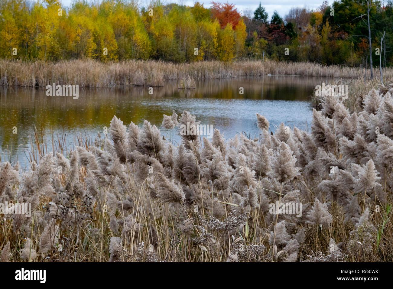 Ile perrot hi-res stock photography and images - Alamy