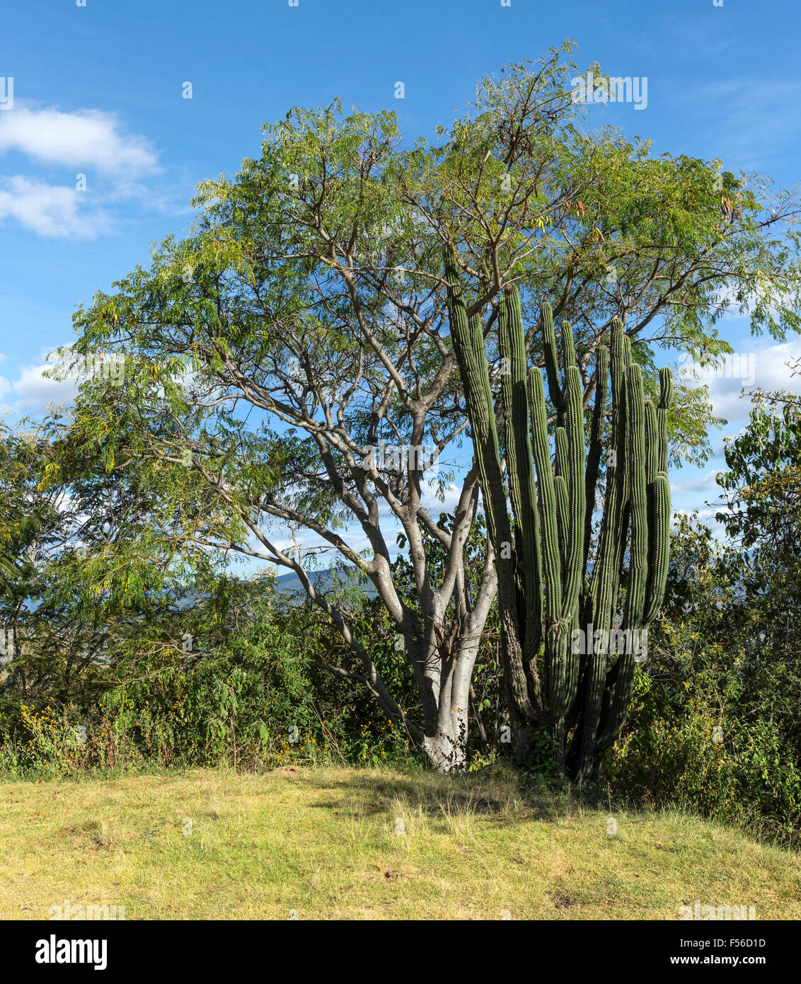 Monte cardon mexico hi-res stock photography and images - Alamy