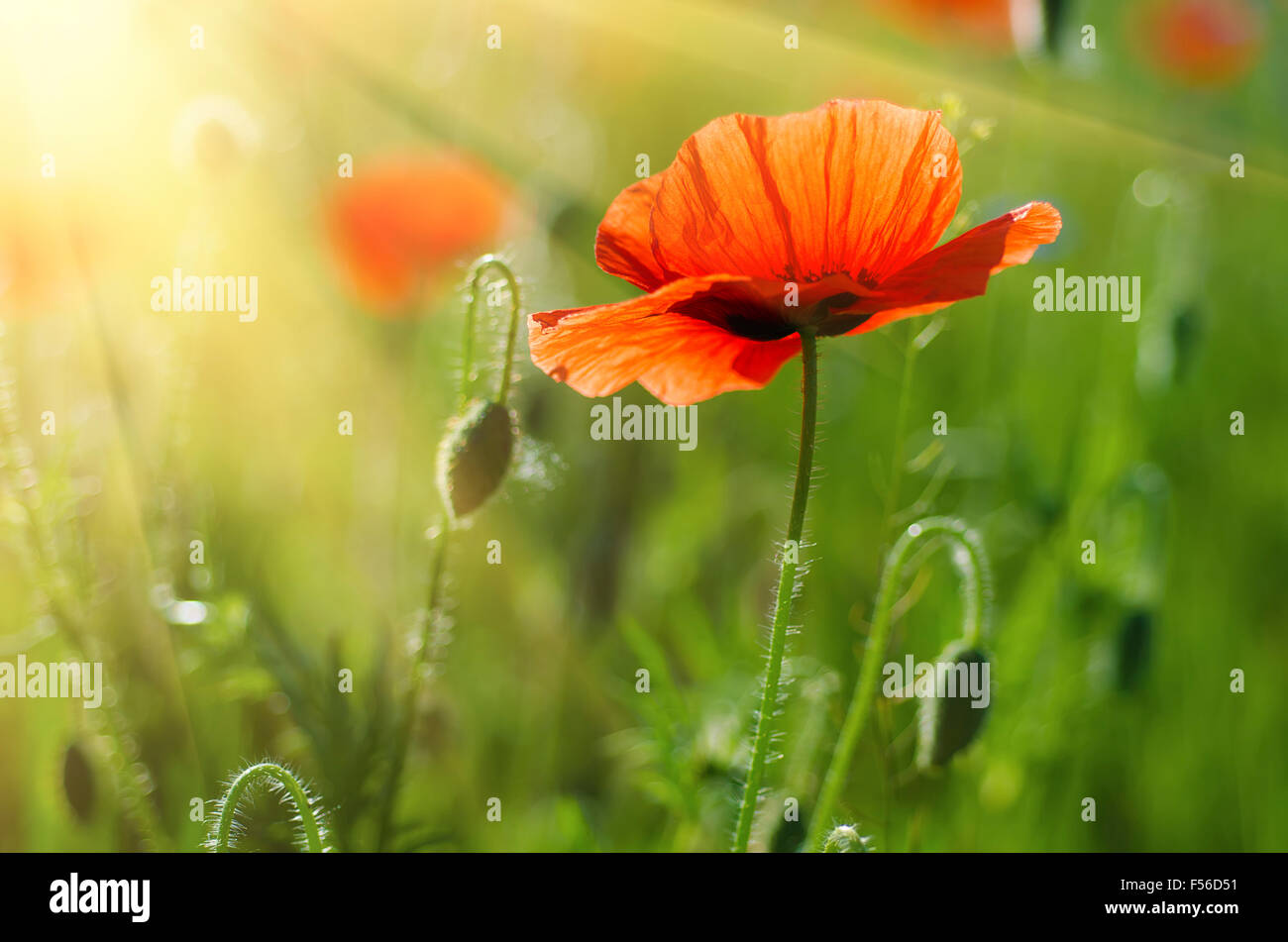 Poppy in a field Stock Photo - Alamy