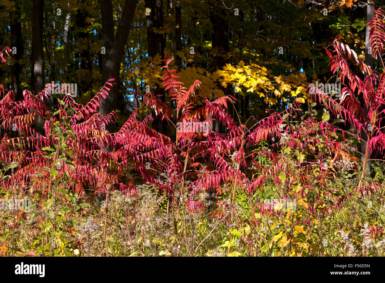 Colours of autumn Stock Photo - Alamy