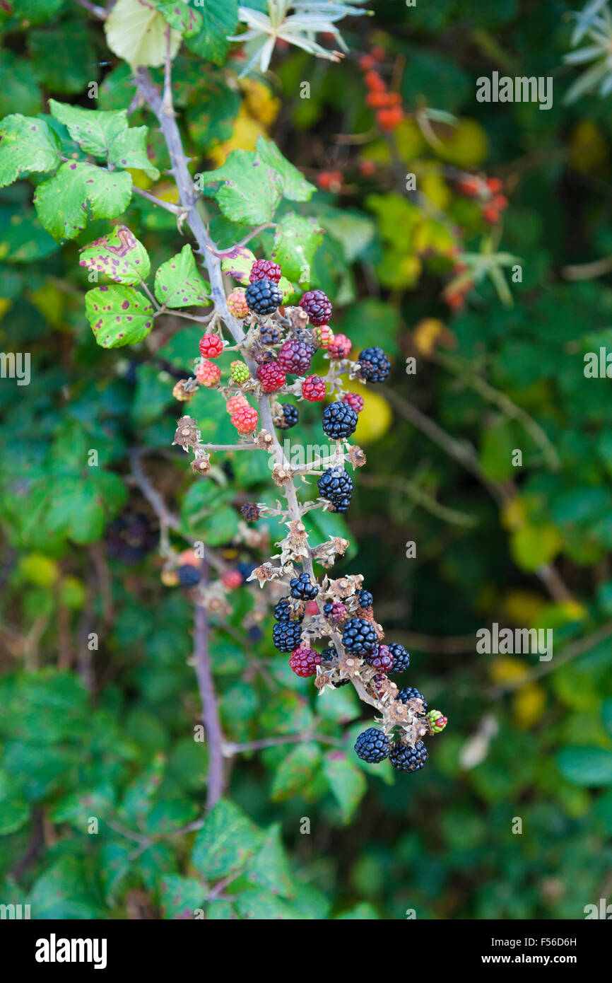 Blackberry or bramble (Rubus fruiticosus), Kent, UK, autumn Stock Photo ...
