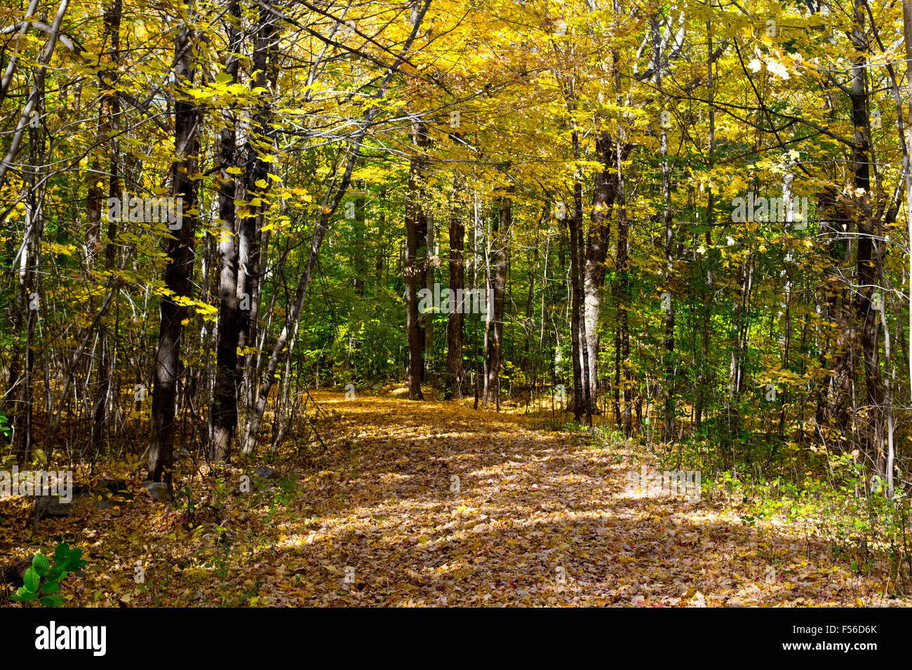 The leaf-covered trail in autumn Stock Photo - Alamy