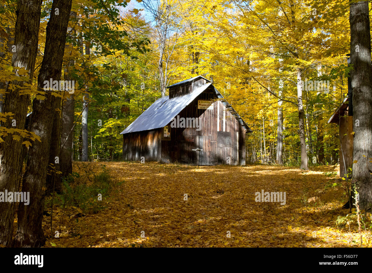 The sugar shack in autumn Stock Photo - Alamy