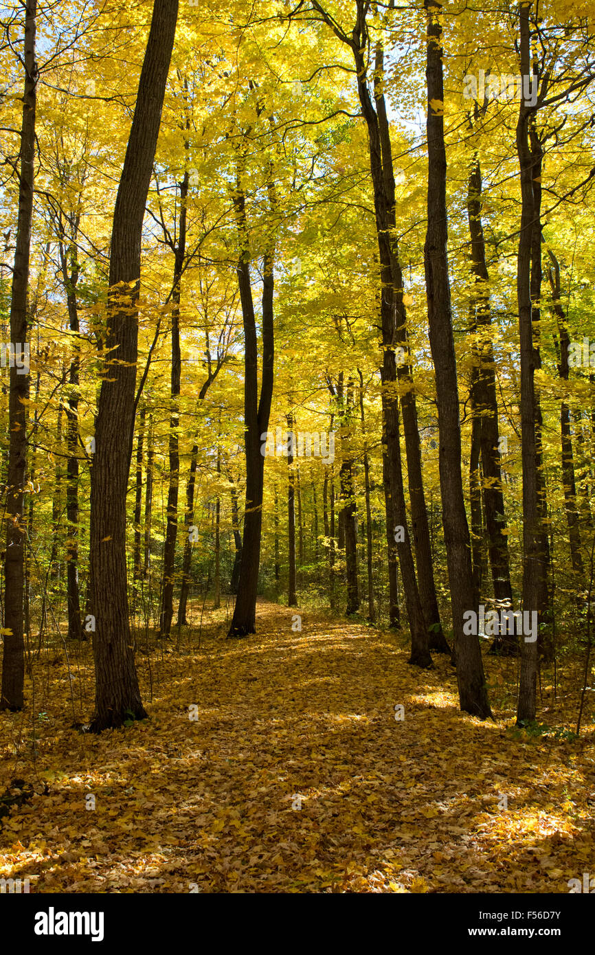 The trail in the woods in autumn Stock Photo - Alamy