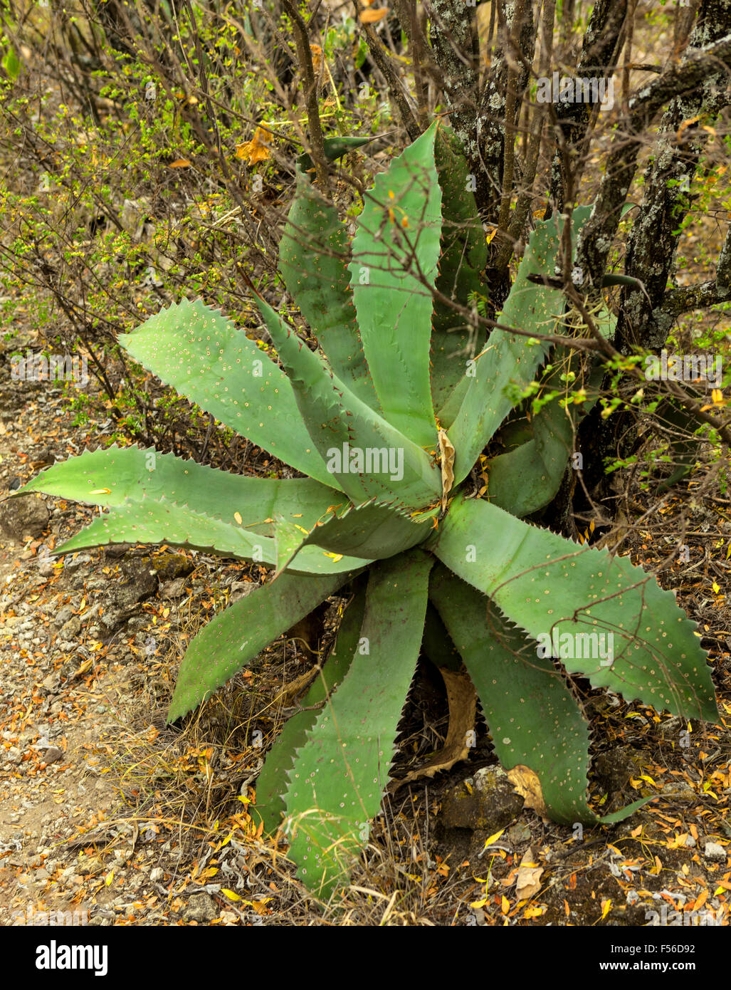 Agave tobala cactus grows in the wild at high altitude and it us used ...