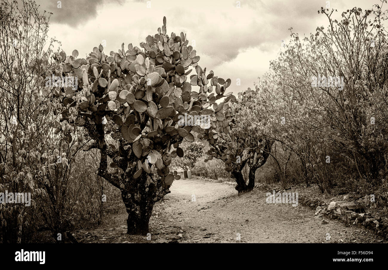 A view of two giant Nopales also known as prickly pears cactus. The ...