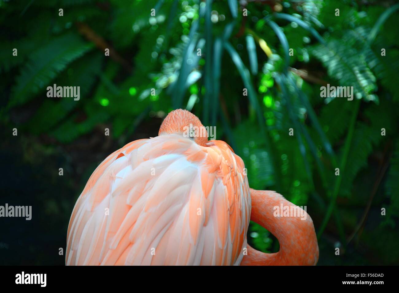 Florida flamingo hi-res stock photography and images - Alamy
