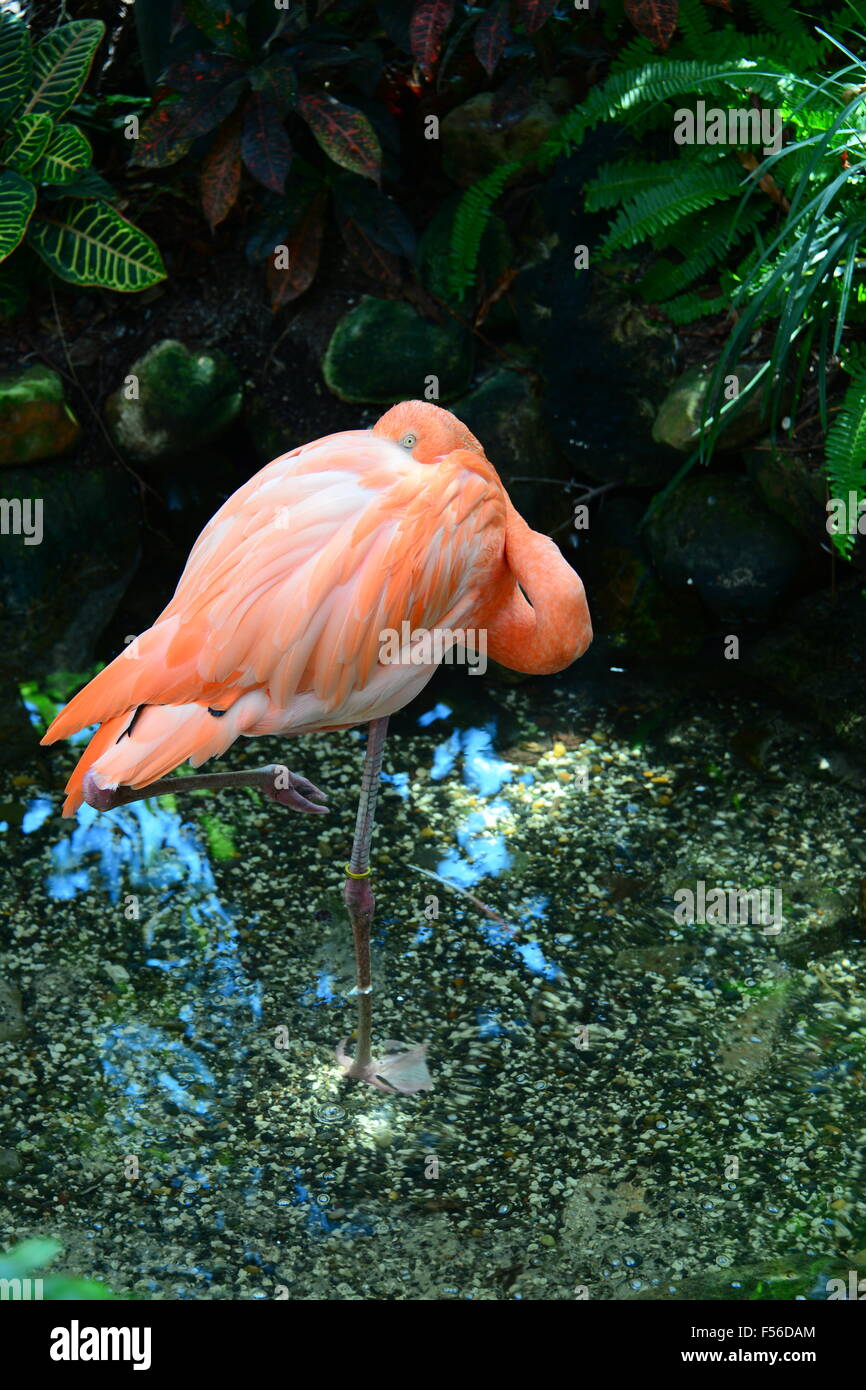 Florida flamingo hi-res stock photography and images - Alamy
