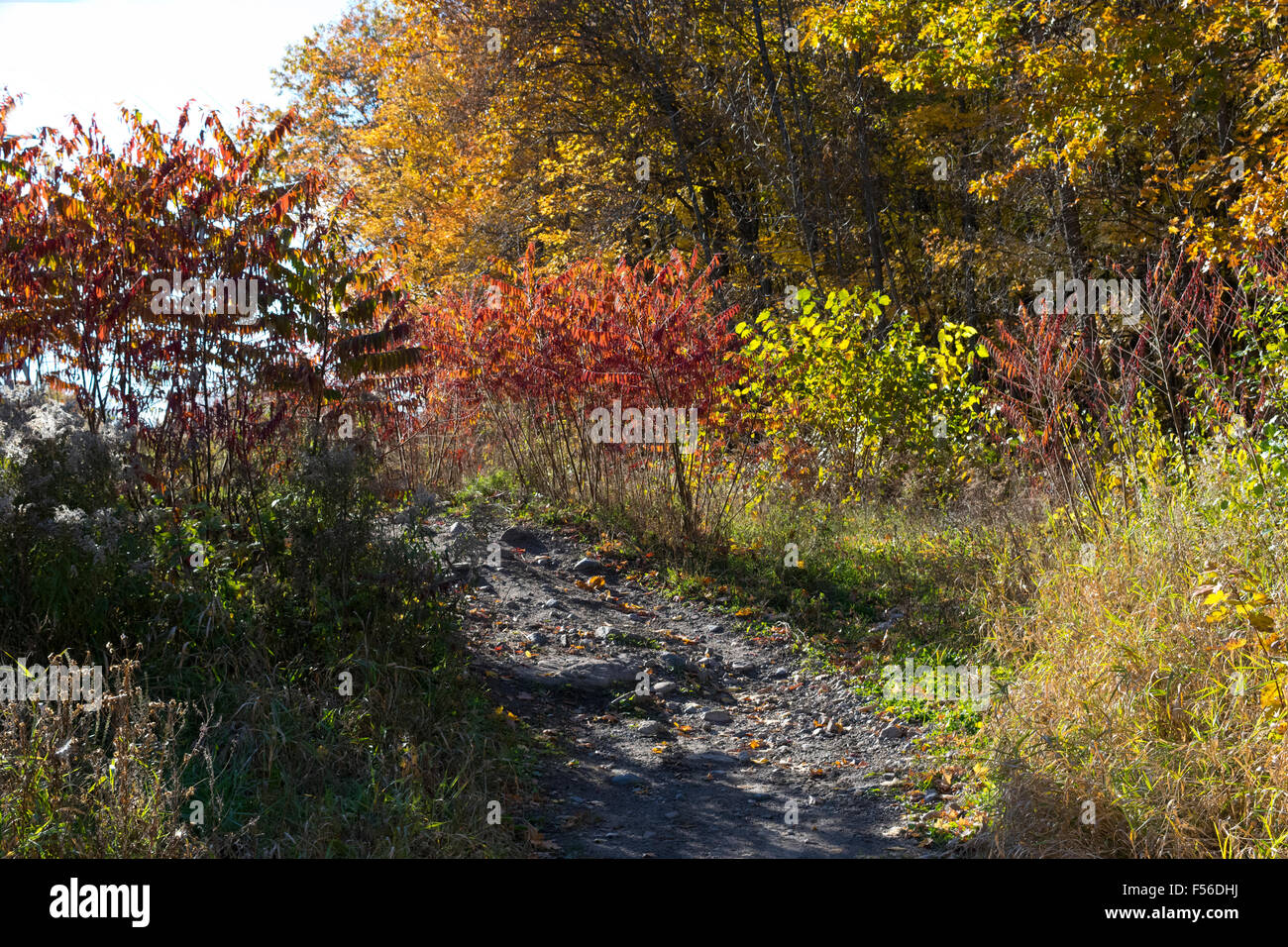 A trail in autumn Stock Photo - Alamy