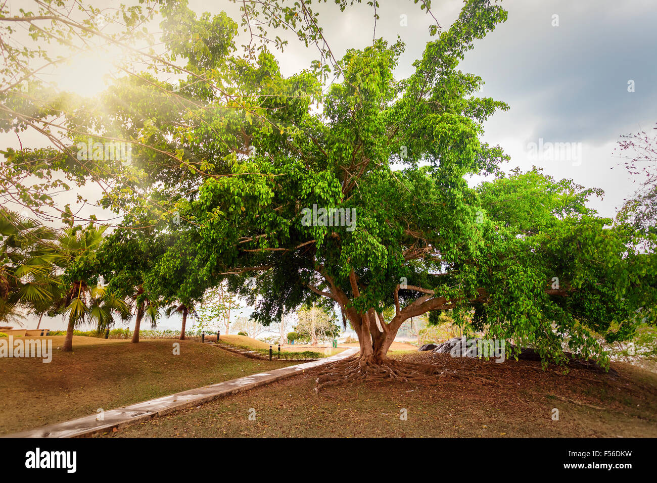 pathway with tropical plants Stock Photo - Alamy